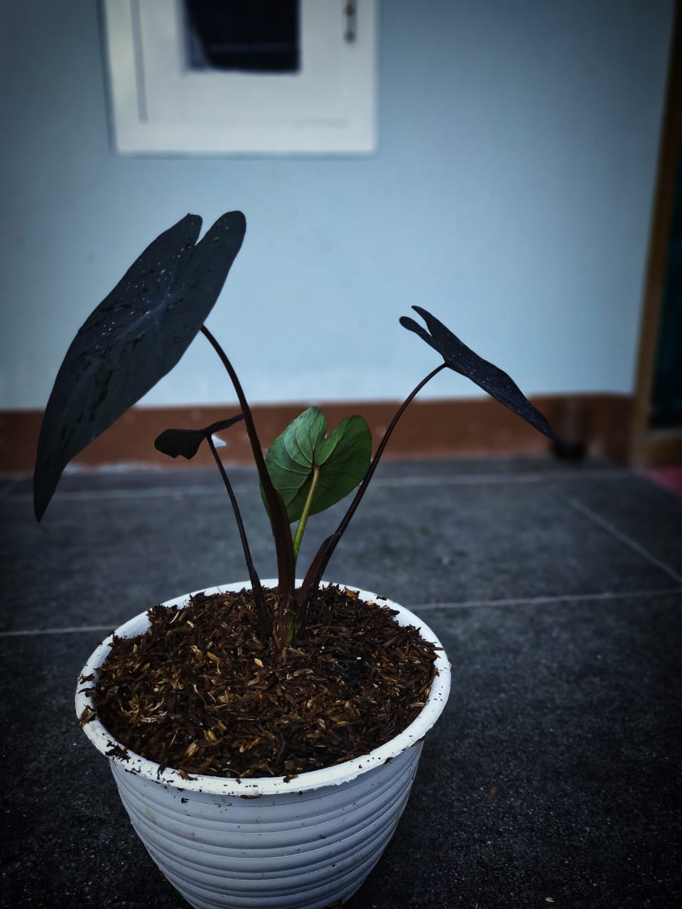 Tanaman Hias Caladium Black Magic / Tanaman Hias kaladi hitam / tanaman ...