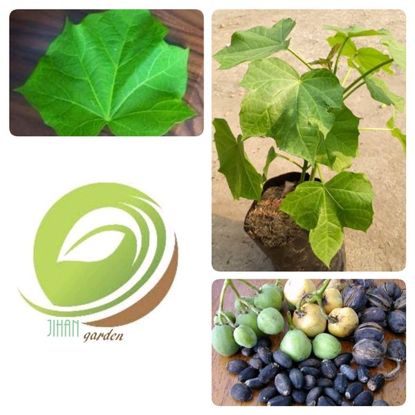 bibit pohon tanaman jarak pagar | Lazada Indonesia