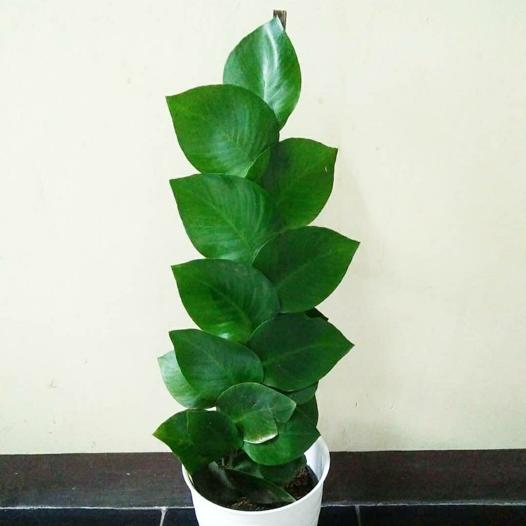 tanaman hias hidup pohon dolar rambat daun besar climbing | Lazada ...