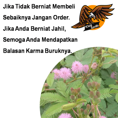 Putri malu segar tanaman putri malu tanaman herbal 100 gram panen ...