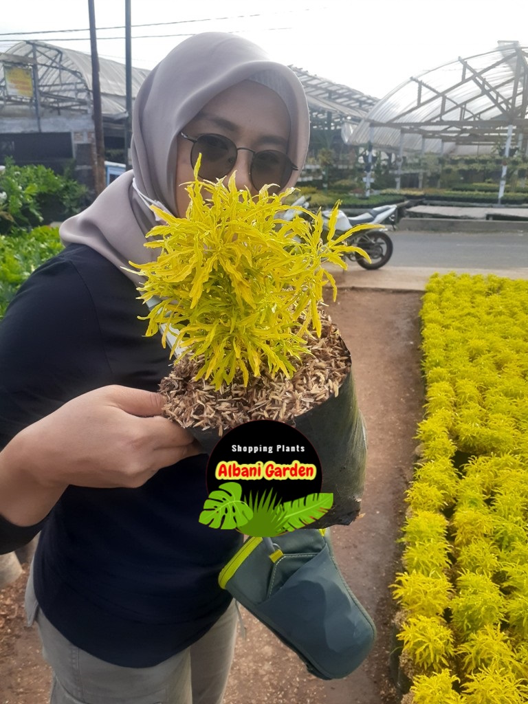 COD Tanaman hias rokoli kuning akalipa euodia ridleyi | Lazada Indonesia