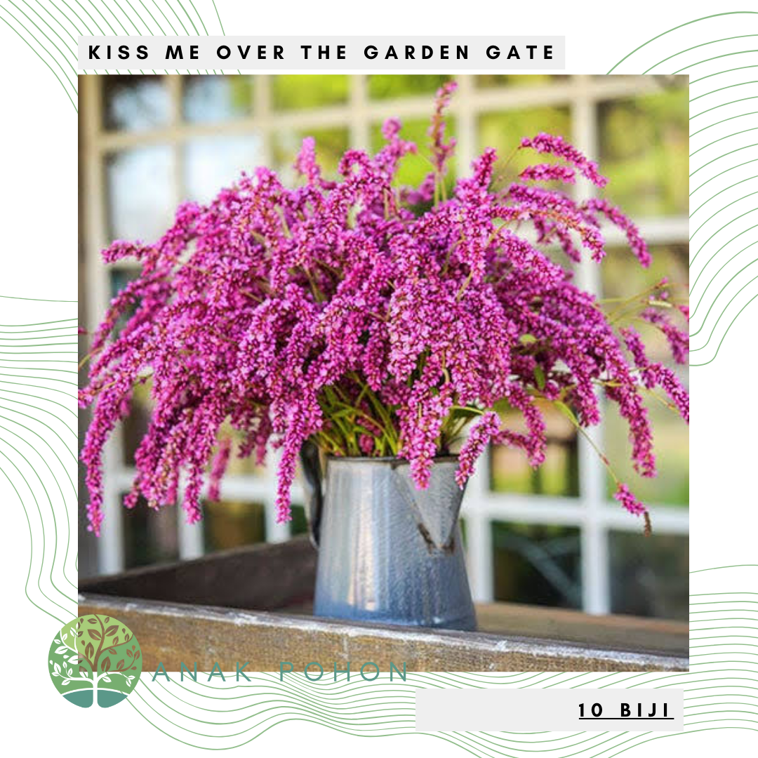 (10 Biji) Benih Bibit Biji - Bunga Kiss Me Over The Garden Gate ...