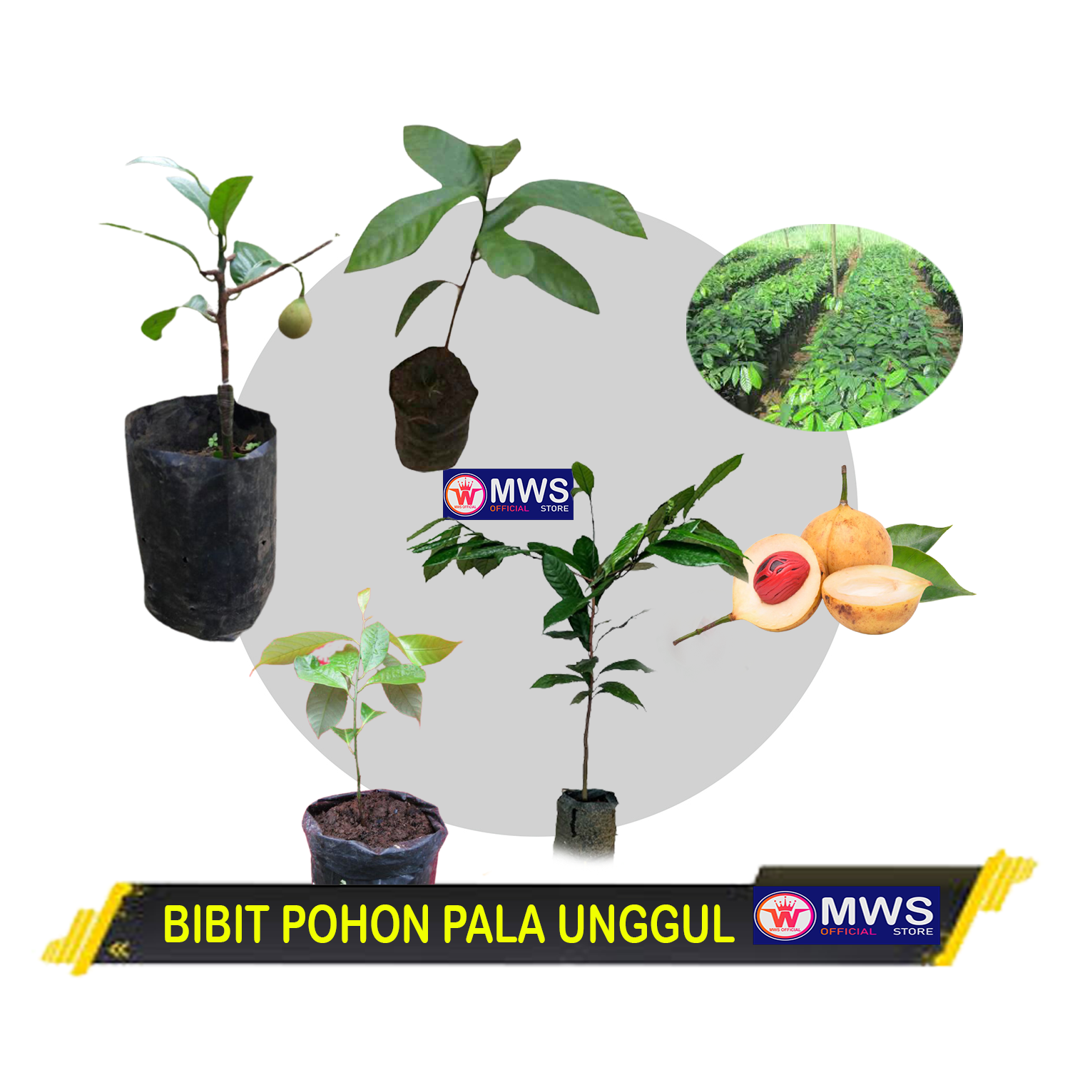 Bibit Pohon Pala