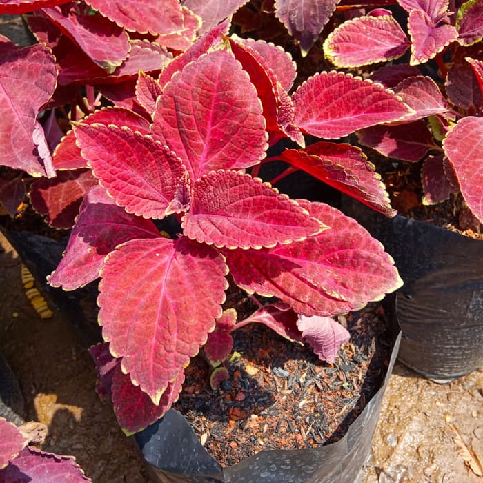 tanaman hias hidup miana merah | Lazada Indonesia