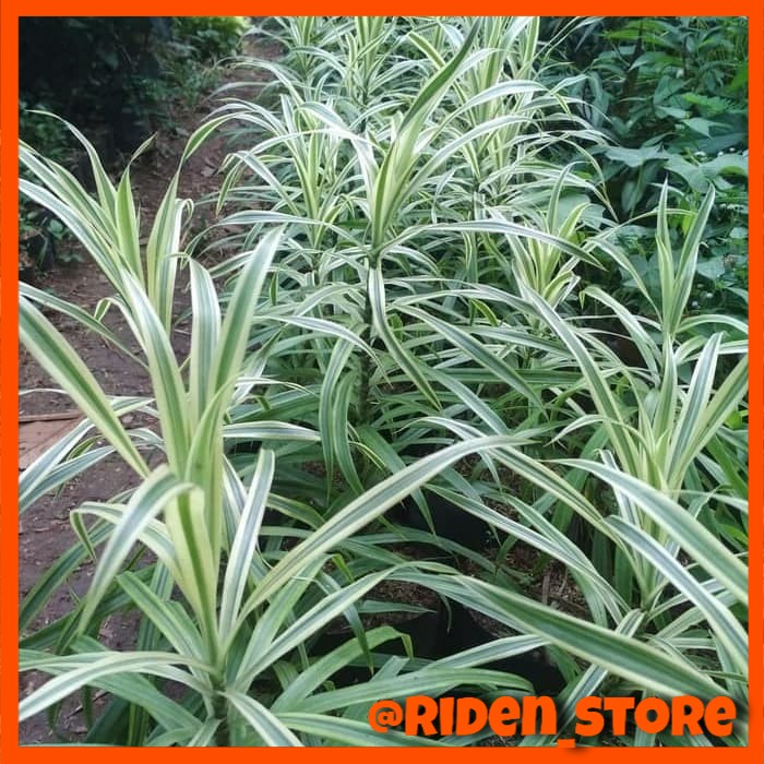 tanaman hias hanjuang putih - hanjuang varigata | Lazada Indonesia