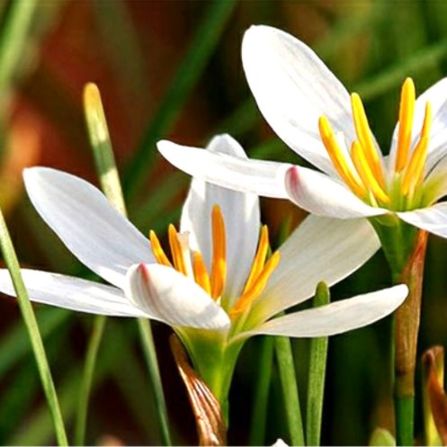 Tanaman hias kucai bunga putih - Tanaman hias kucai tulip putih ...