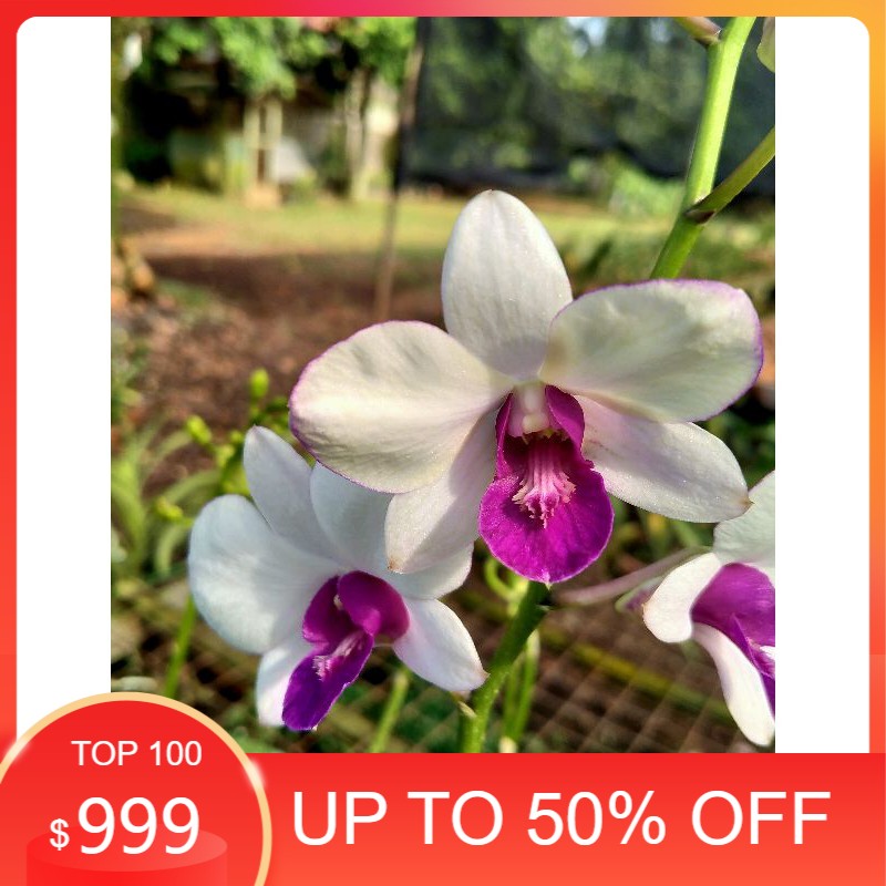 Anggrek Dendrobium Pure Charming Dewasa/Spike | Lazada Indonesia