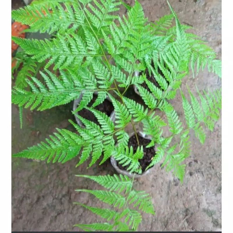 Tanaman Pakis Kulit | Lazada Indonesia