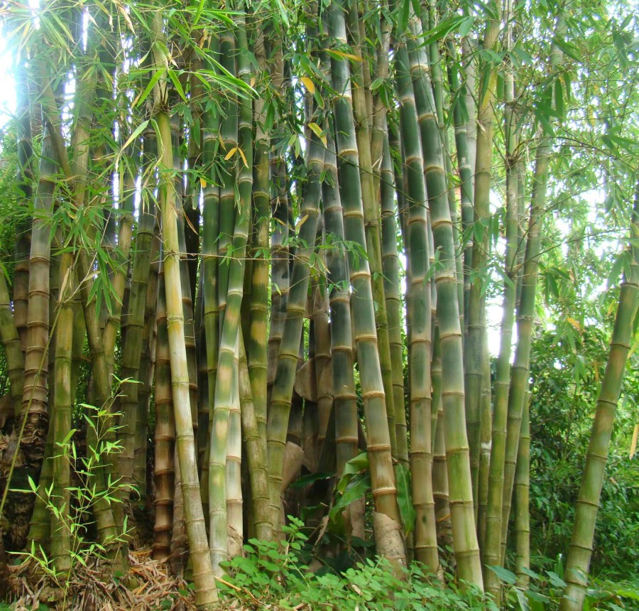 Bibit bambu petung rebung Thai / kultur jaringan / bambu hias | Lazada ...