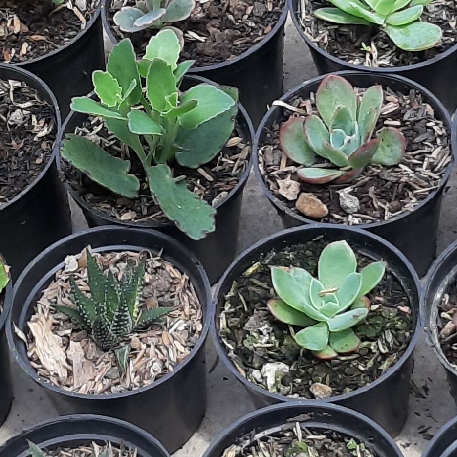 PAKET SEKULEN MINI ISI 20 PCS | Lazada Indonesia