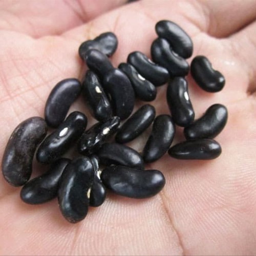 3 Benih Buncis Hitam Boontjes Black Seeds Snap Snaps Haricot Vert ...