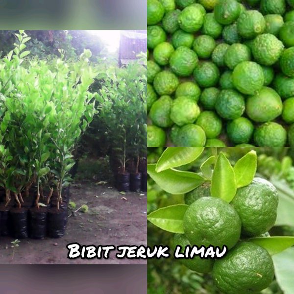 Bibit Jeruk Pecel Jeruk Buah Tanaman Buah Jeruk Limo Pohon Jeruk Limau ...