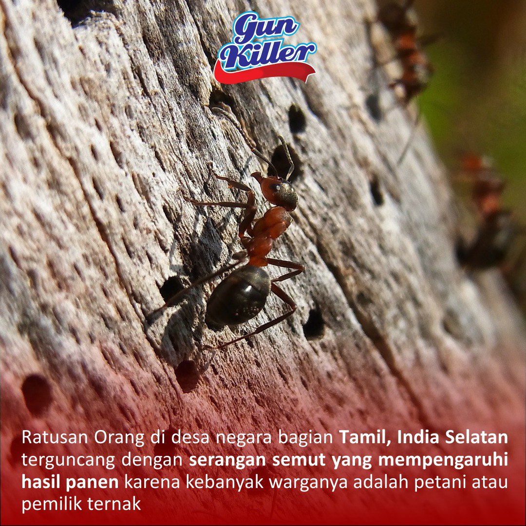 Pembasmi Tomcat Racun Semut Racun Serangga | Lazada Indonesia Pembasmi Tomcat Racun Semut Racun Serangga | Lazada Indonesia