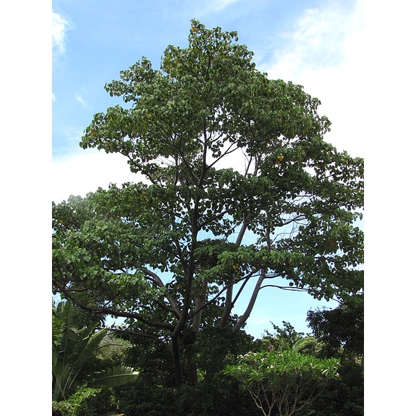 Kedai 20 Benih Biji Pohon Penghasil Kayu Balsa Ochroma Grandiflorum ...