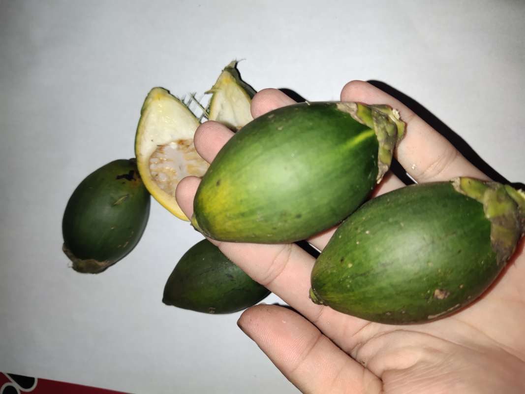 1 Kg Buah Pinang Muda Jambe Obat Herbal | Lazada Indonesia