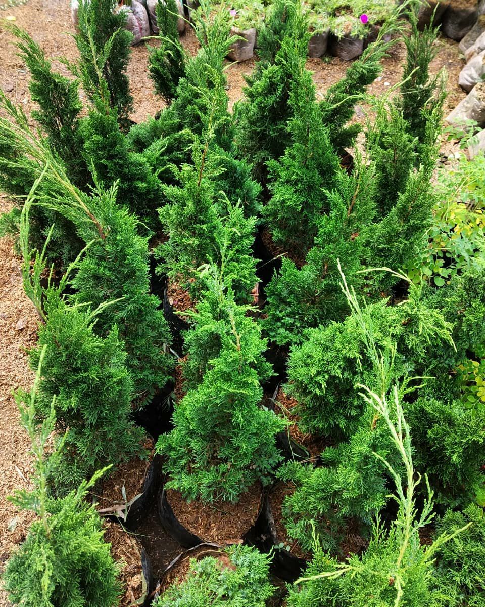 Tanaman Hias Cemara Papua | Lazada Indonesia