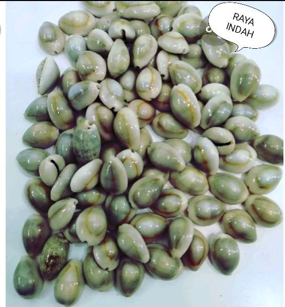 BIJI CONGKLAK KERANG 10K | Lazada Indonesia