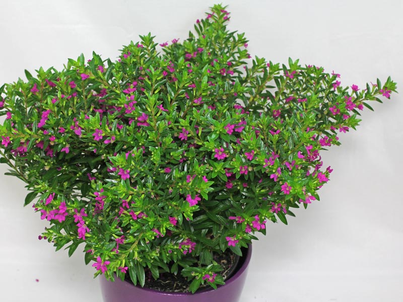Tanaman Hias Taiwan atau Cuphea Hyssopifolia, Bunga yang disukai Lebah ...