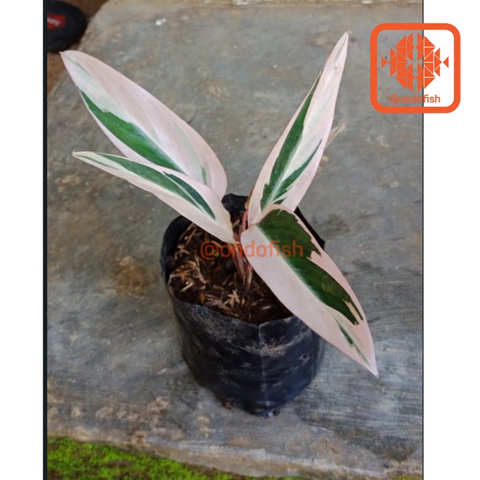 Tanaman Hias Meranti Bali calathea multicolor | Lazada Indonesia