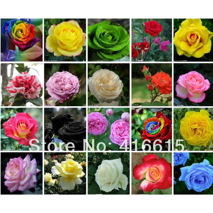 Ini Bibit - Benih - Biji Bunga Mawar / Rose Mix 20 Jenis Murah | Lazada ...