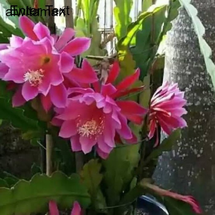 BIBIT BUNGA WIJAYA KUSUMA - Merah, L Tanaman hias Wijaya kusuma ...