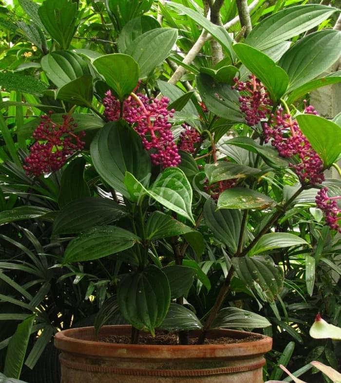 bibit tanaman pohon buah parijoto sudah berbunga | Lazada Indonesia