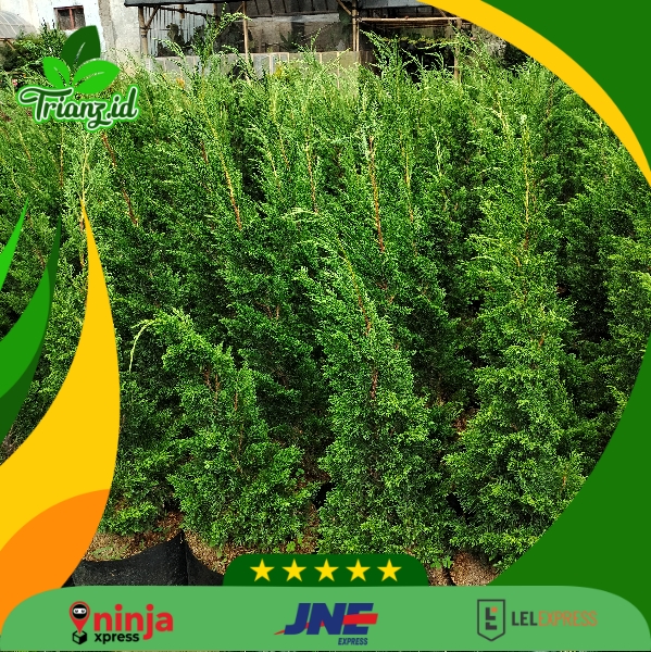 tanaman hias harga cemara pua pua 1 meter | Lazada Indonesia