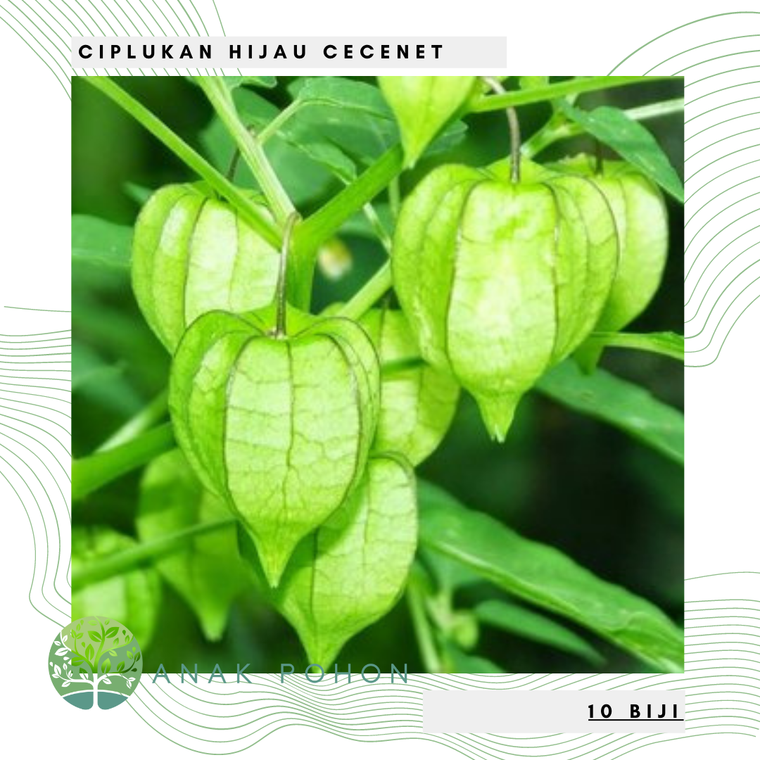 (10 Biji) Benih Bibit Biji - Ciplukan Ceplukan Hijau Cecenet Buah Jadul ...