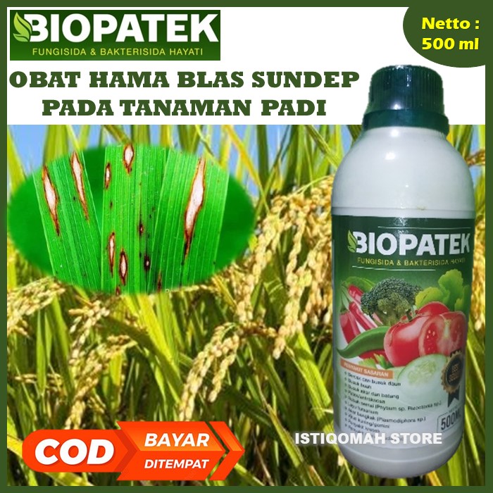 BIOPATEK 500ML Obat Hama Padi Blas - Fungisida Anti Jamur Blas Pada ...