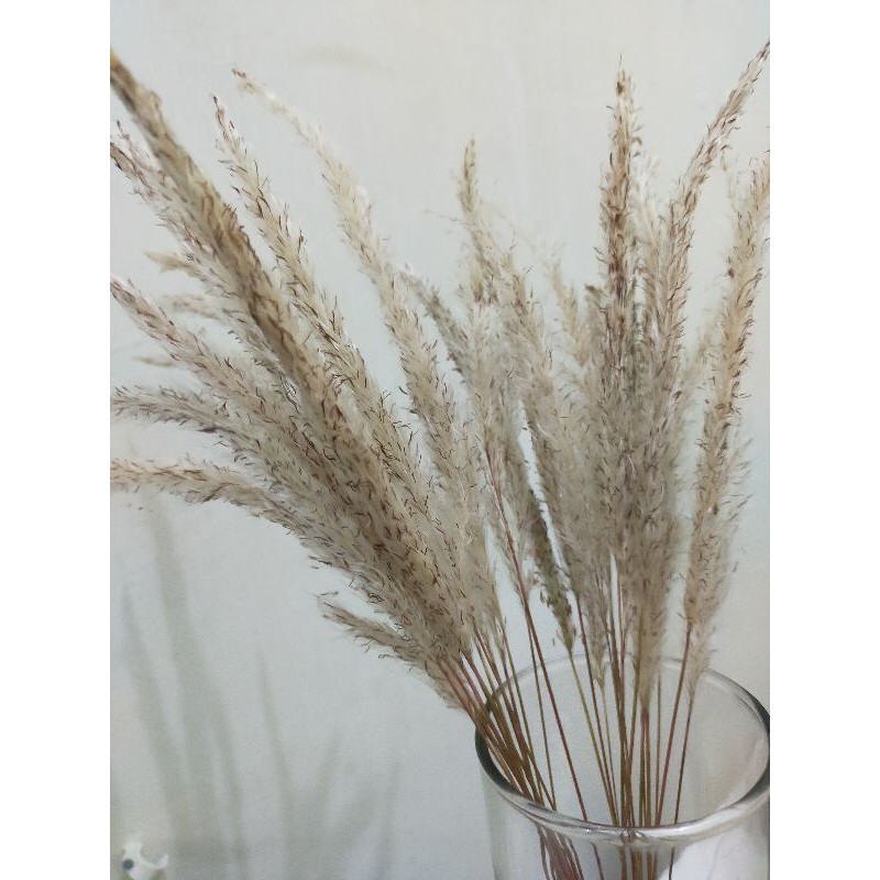 bunga ilalang asli harga per 10 batang | Lazada Indonesia