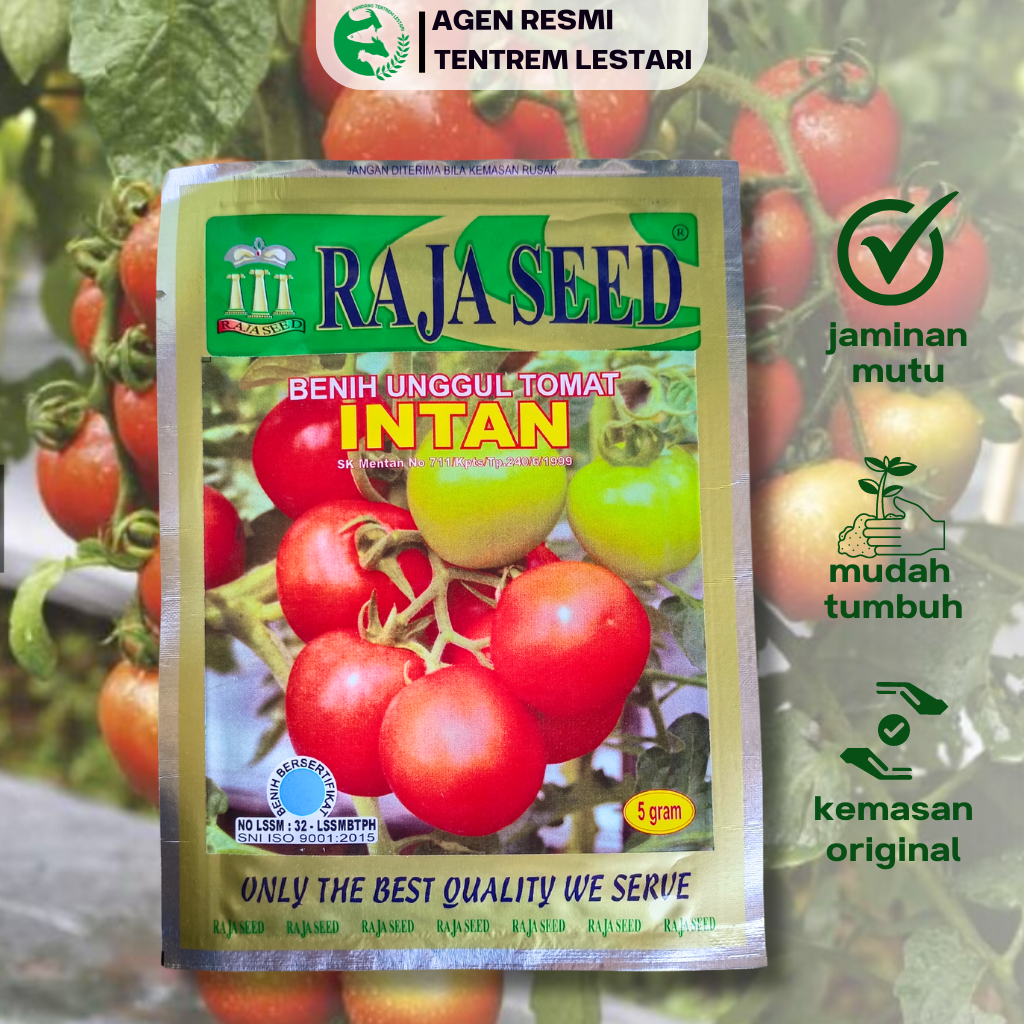 Benih Unggul Tomat INTAN 5 gram Cap RAJA SEED Lebat & Unggul | Lazada ...