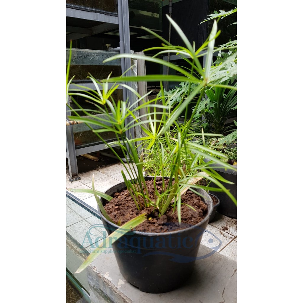 TANAMAN AIR MEDIUM PAPYRUS HIASAN AQUARIUM AQUASCAPE KOLAM HEWAN ...
