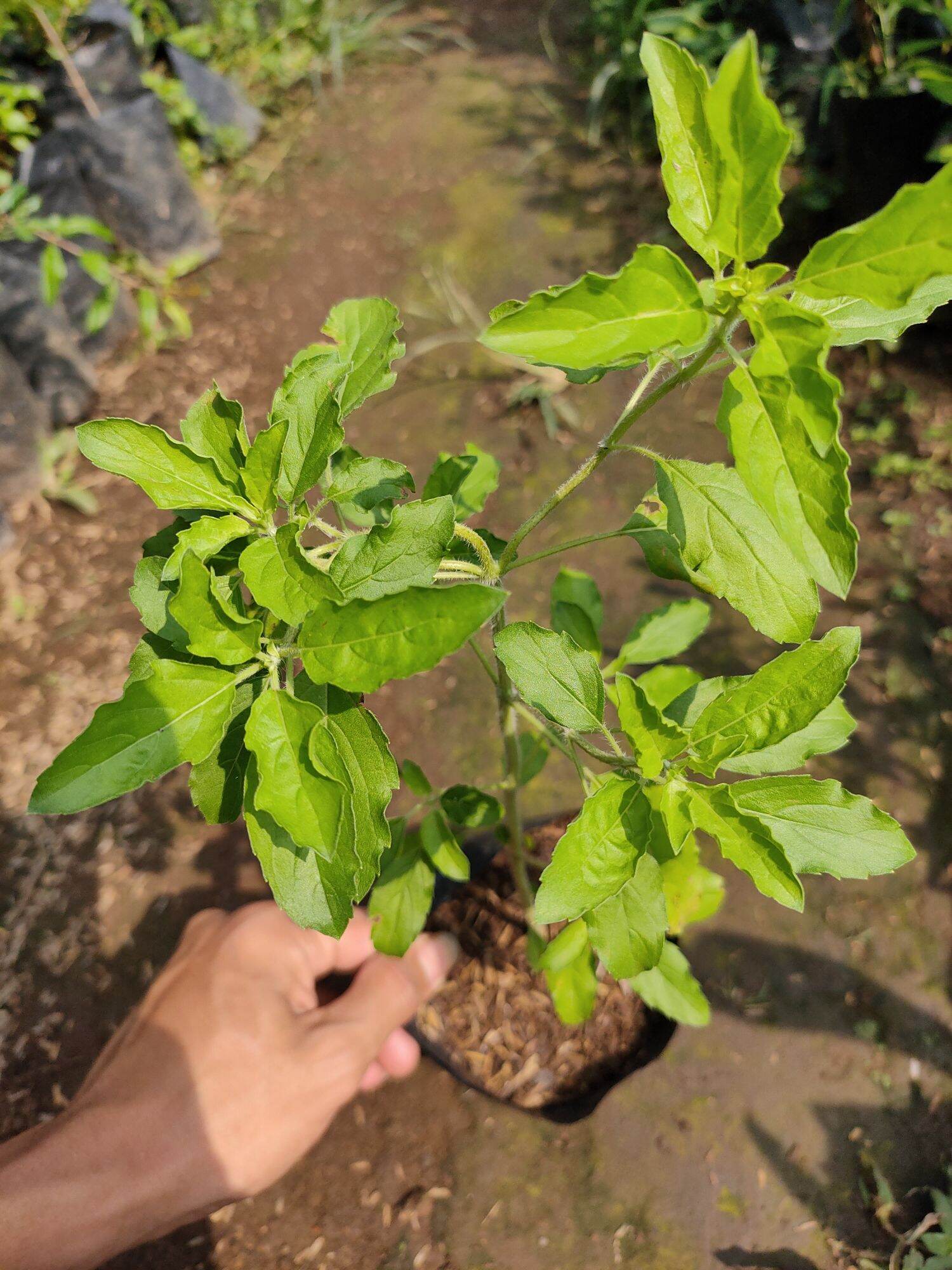 bibit tanaman ruku ruku | tulsi | Lazada Indonesia