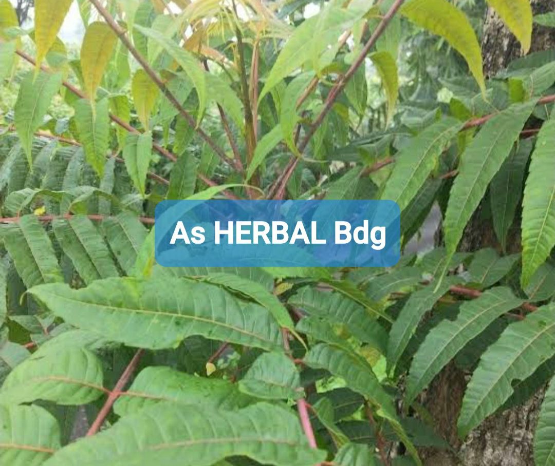 Daun suren daun surian segar 500 gram | Lazada Indonesia