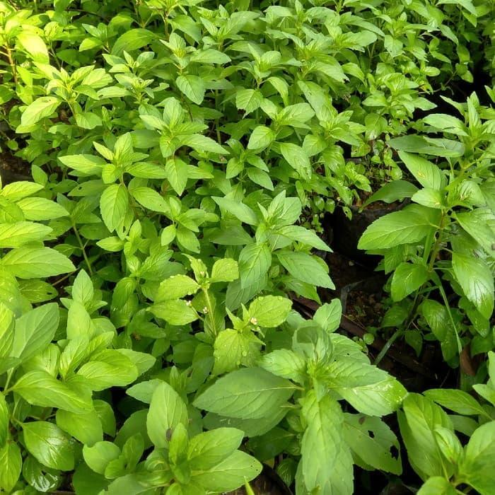 Bibit Tanaman Daun Peppermint - Pohon Daun Mint - Tanaman Herbal ...