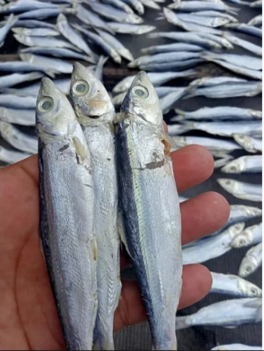 IKAN JAPUH REBUS ASIN MURAH | Lazada Indonesia