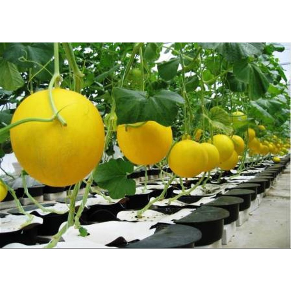 Isi NEW Biji biji melon varietas Golden isi 15 biji Seeds/benih biji ...
