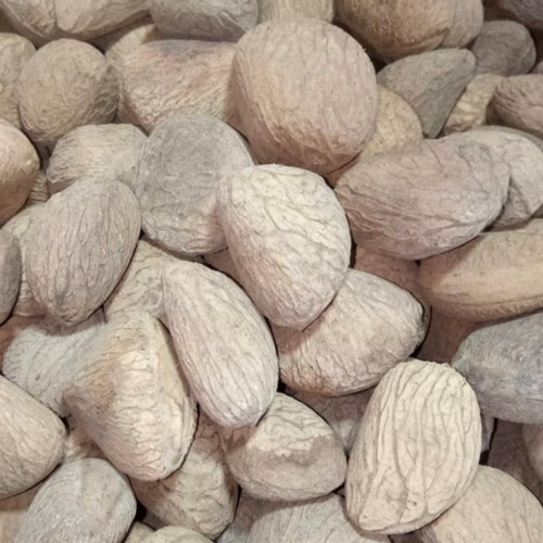 Victory Seed 100 Gram Buah Kluwek Pamarrasan Pucung Kluwak Picung Kepayang Keluak Pangi Pangium