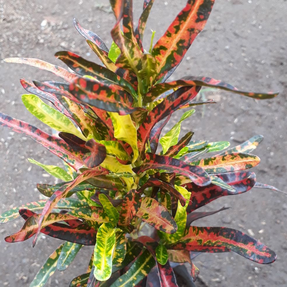 Tanaman Hias Puring Cabe / Kroton / Codiaeum variegatum | Lazada Indonesia