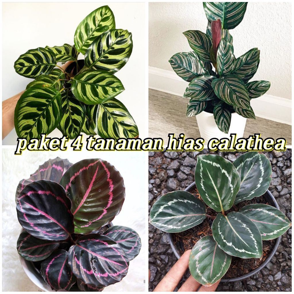 paket 4 tanaman hias calathea - calathea makoyana - calathea black ...