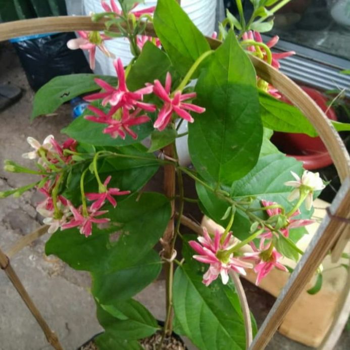 Bibit pohon melati belanda mini / pohon melati belanda mini /Tanaman ...