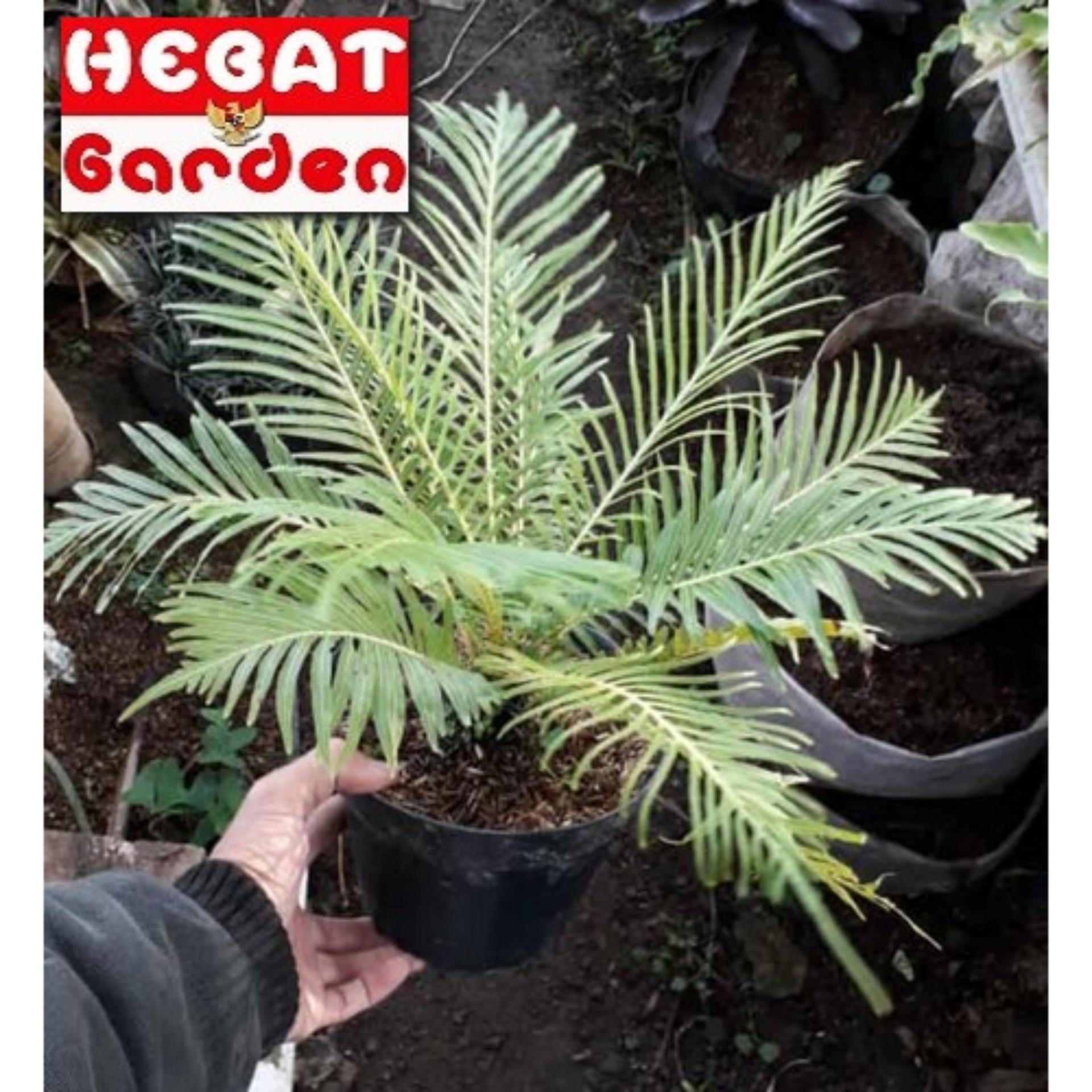 Tanaman Pakis blechnum | Lazada Indonesia