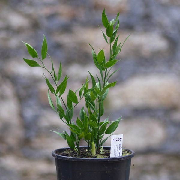 Tanaman Hias Daun Ruscus | Lazada Indonesia