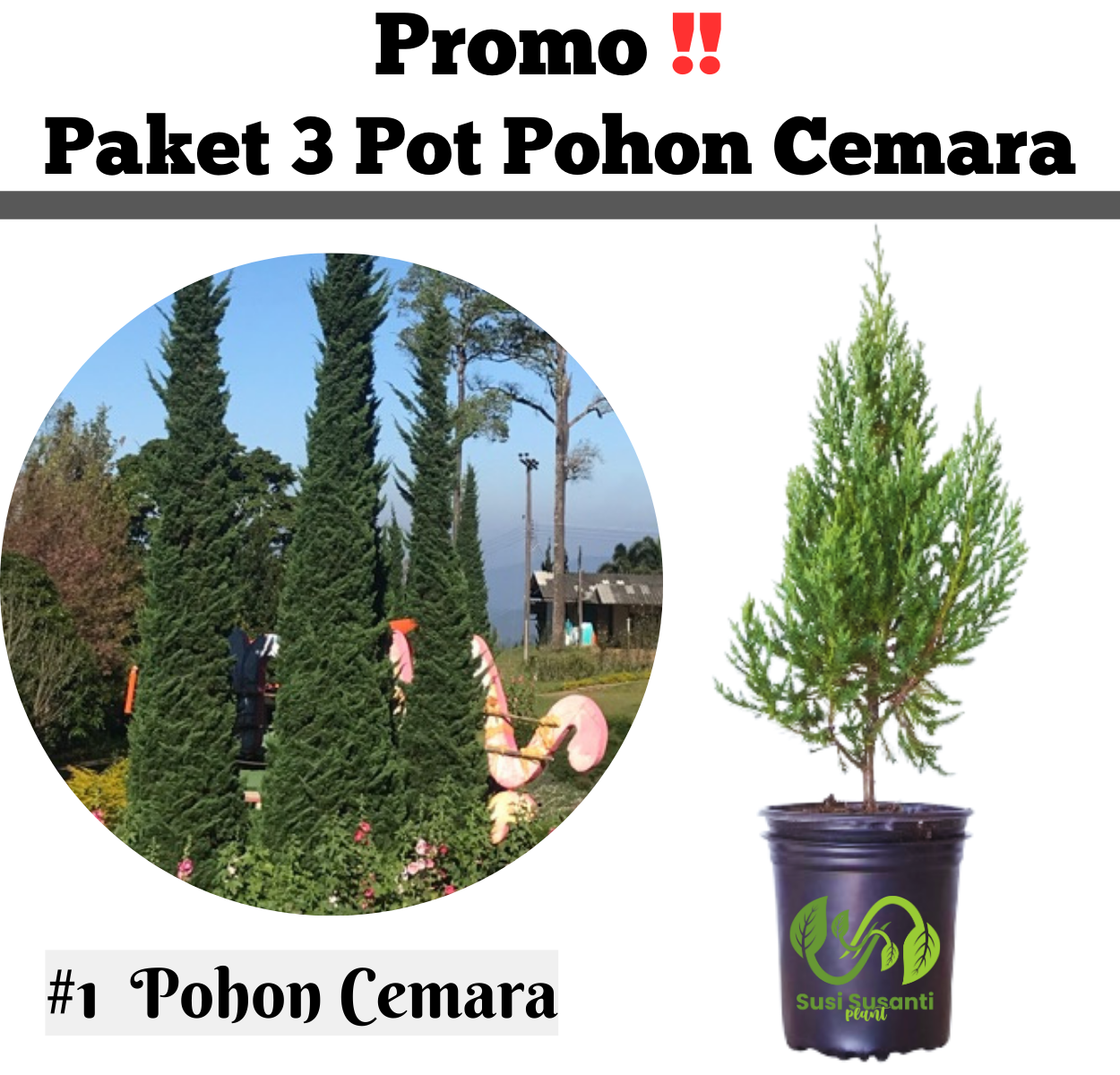 PAKET 3 POT 】Tanaman hias hidup pohon cemara asli bibit bunga hiasan ...
