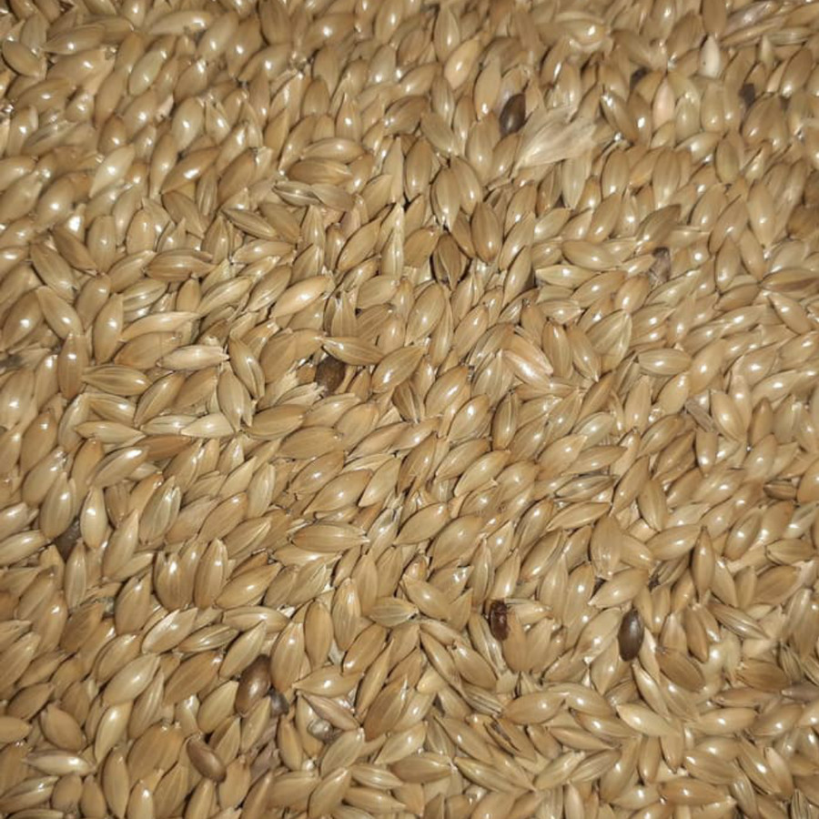 CANARY SEED/KENARI SEED 1 KG/MAKANAN BURUNG KENARI/PAKAN BURUNG KENARI ...