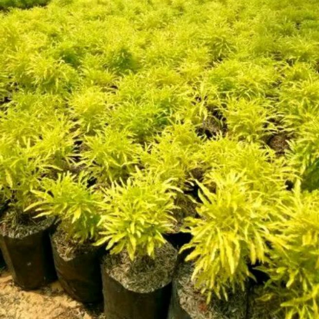 pohon brokoli kuning | Lazada Indonesia