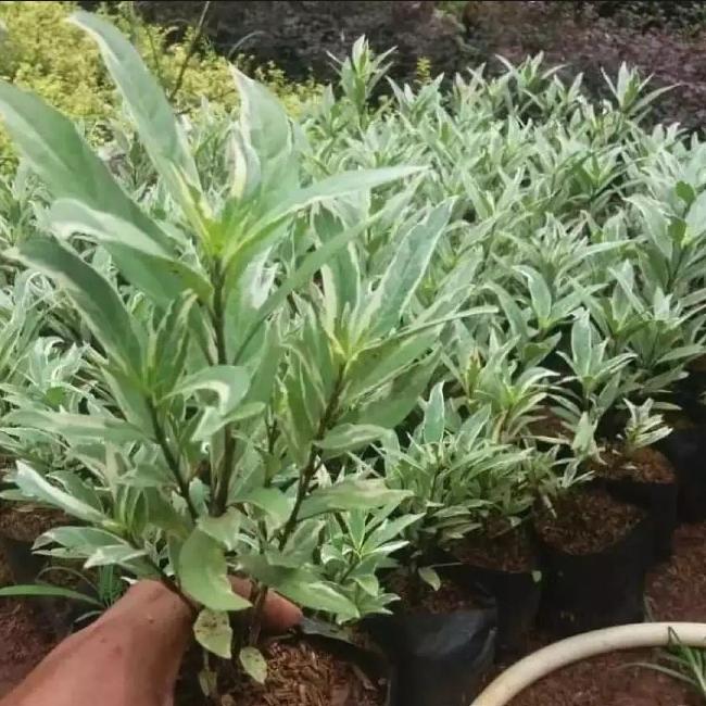 tanaman hias gandarusa-rawelia varigata- tanaman hias gandarusa ...