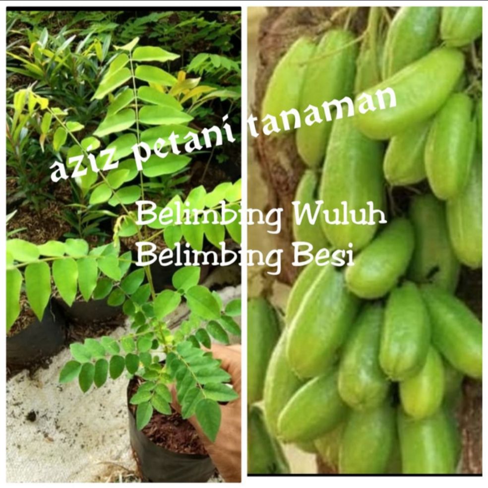 bibit tanaman belimbing besi - belimbing wuluh | Lazada Indonesia