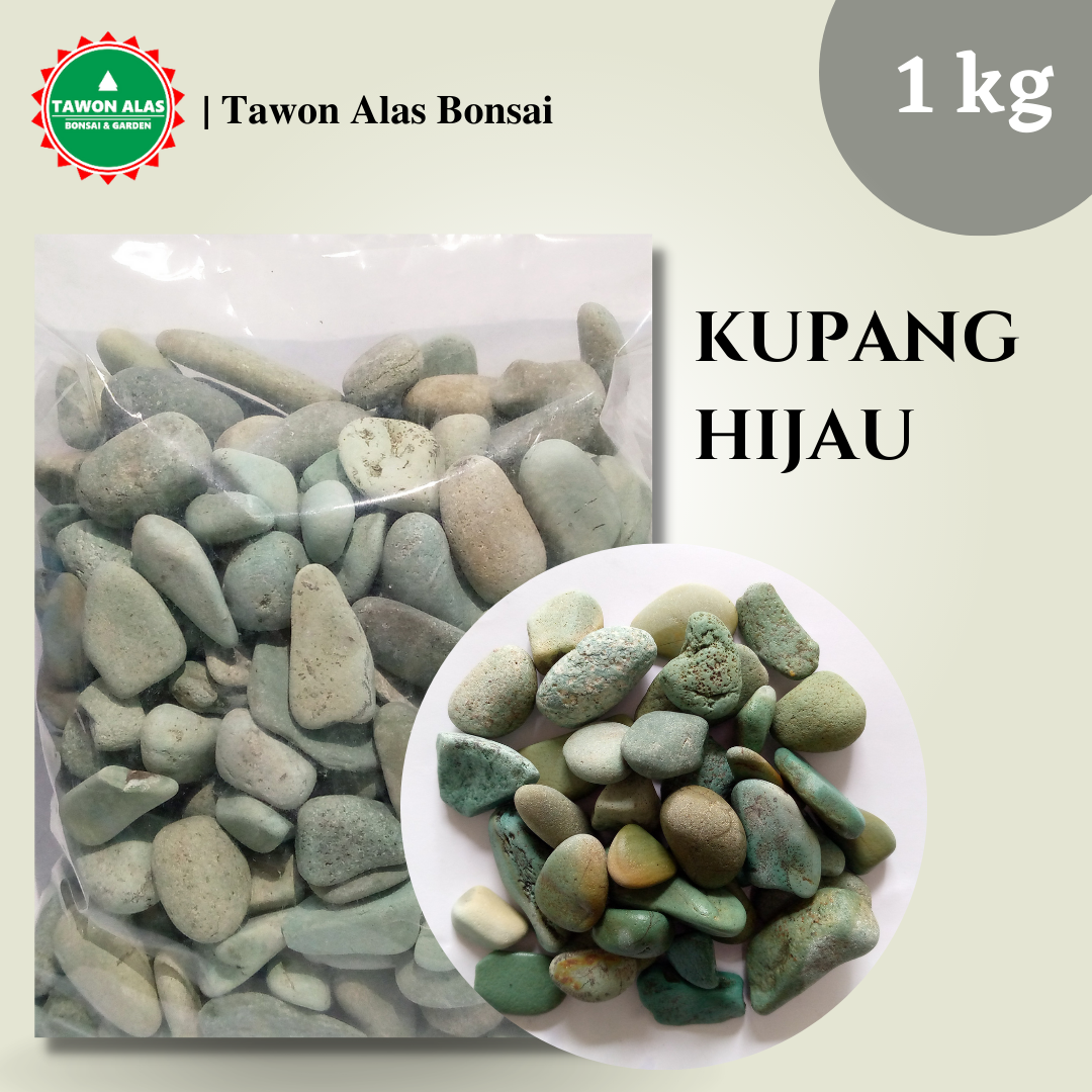 Batu Koral Hias Kupang Hijau | Lazada Indonesia