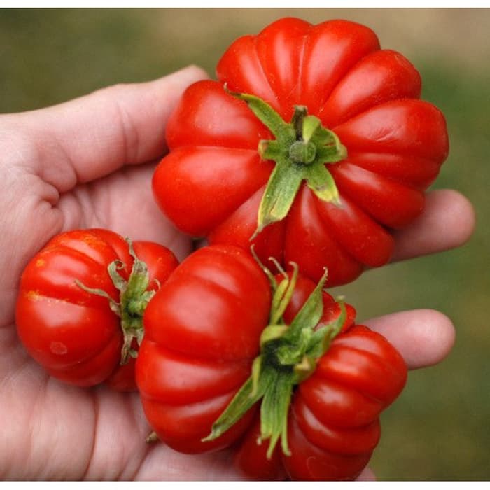 20 Benih Tomat Labu Tanaman Sayuran Buah | Lazada Indonesia